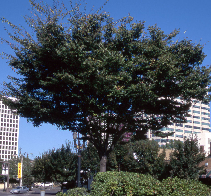 Green Vase Zelkova | Natorp's Online Plant Store