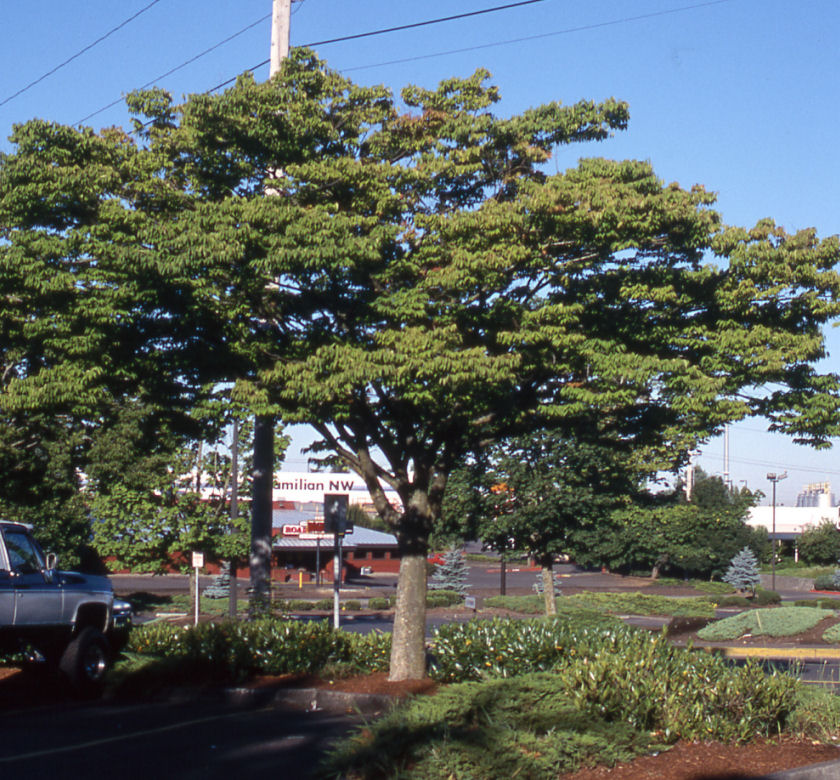 Wireless® Japanese Zelkova | Natorp's Online Plant Store