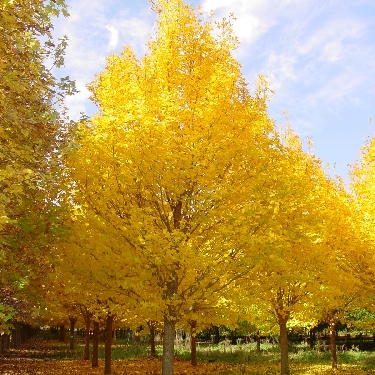 State Street® Maple | Natorp's Online Plant Store