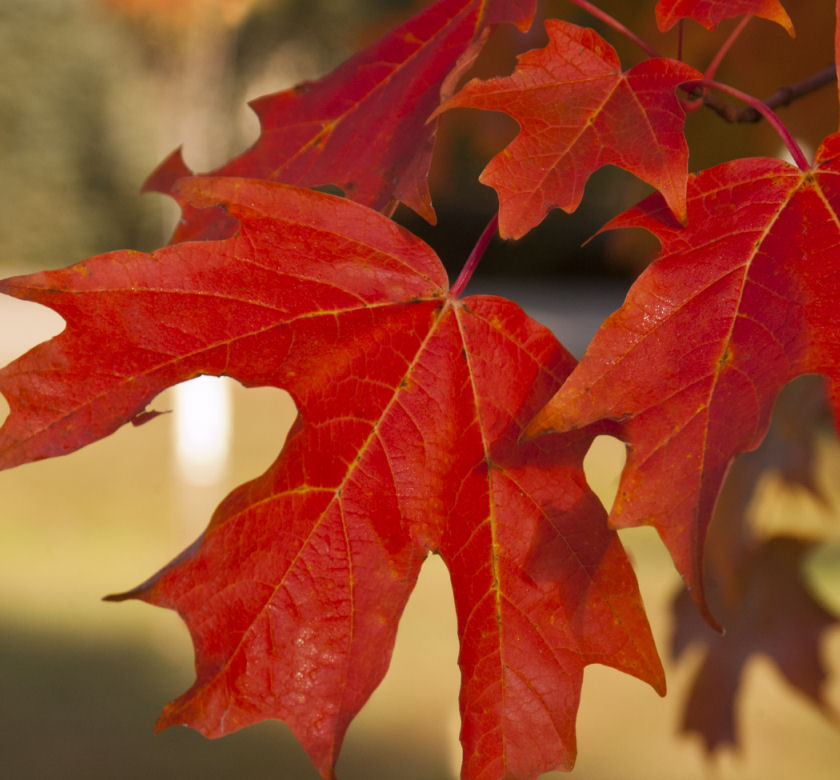 Matador™ Freeman Maple | Natorp's Online Plant Store