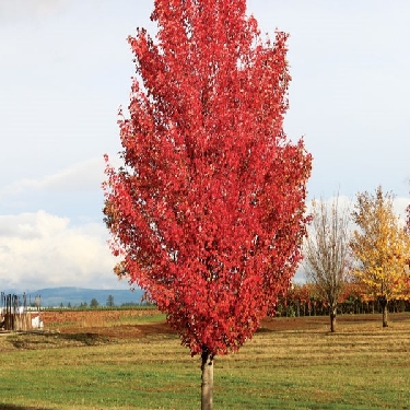 Red Sentinel® Red Maple | Natorp's Online Plant Store