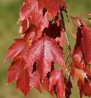 Autumn Radiance Red Maple | Natorp's Online Plant Store