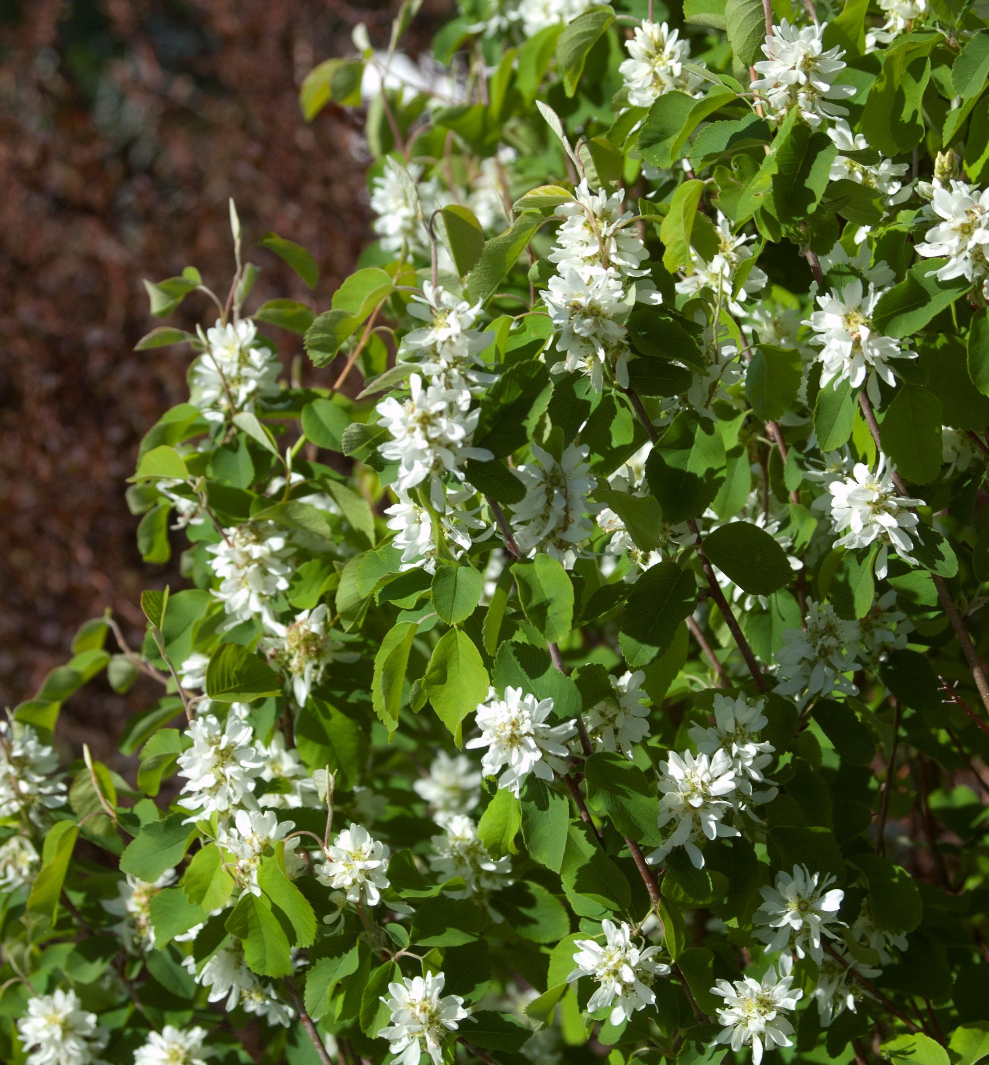 Standing Ovation™Serviceberry Multi-stem | Natorp's Online Plant Store