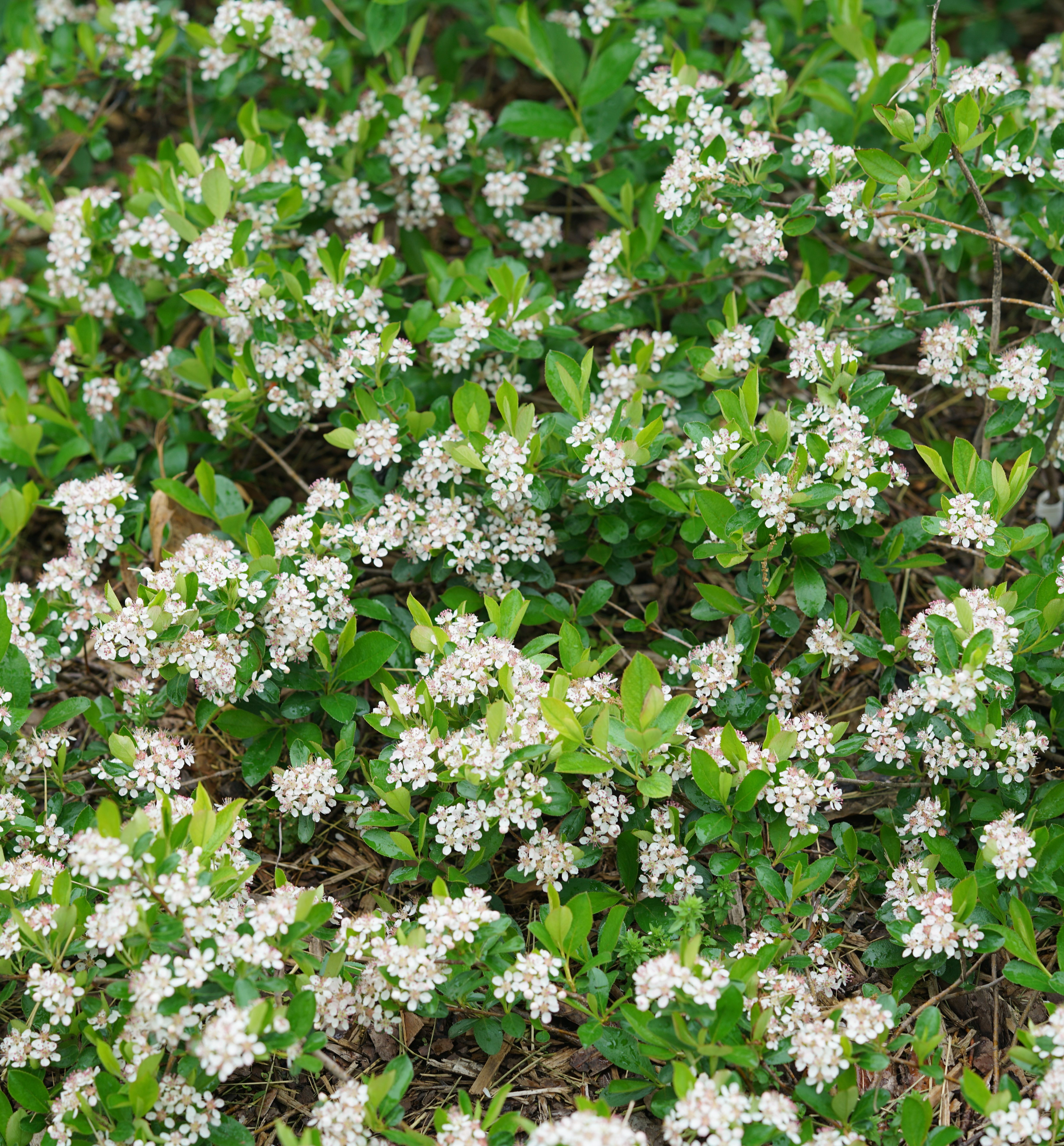 Ground Hug® Chokeberry (Ground Hog™) | Natorp's Online Plant Store