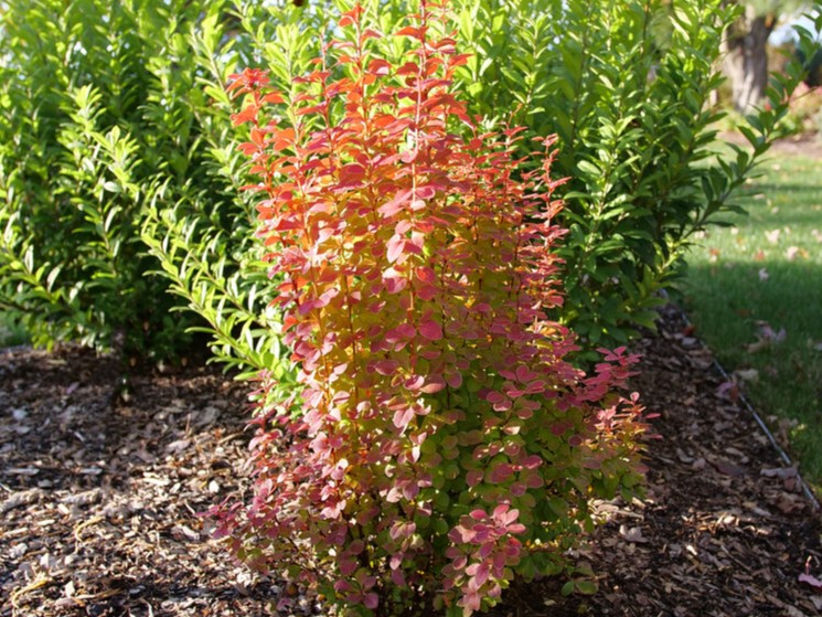 Sunjoy Orange Pillar™ Barberry | Natorp's Online Plant Store