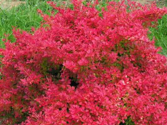 Sunjoy® Neo Barberry | Natorp's Online Plant Store