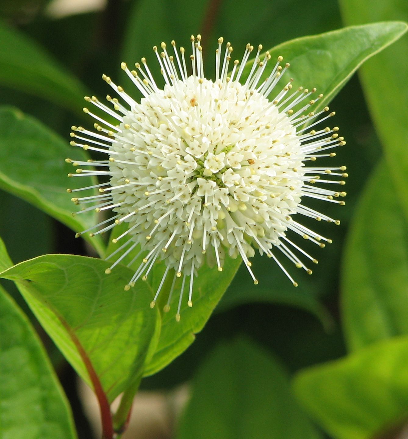 Fiber Optics® Buttonbush | Natorp's Online Plant Store