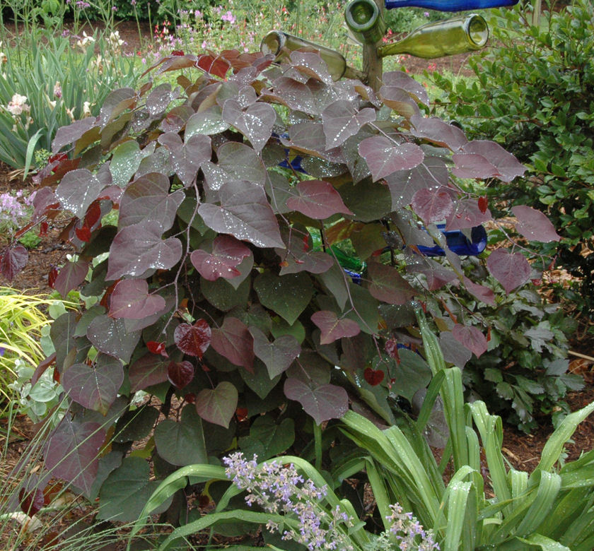Ruby Falls Weeping Redbud | Natorp's Online Plant Store
