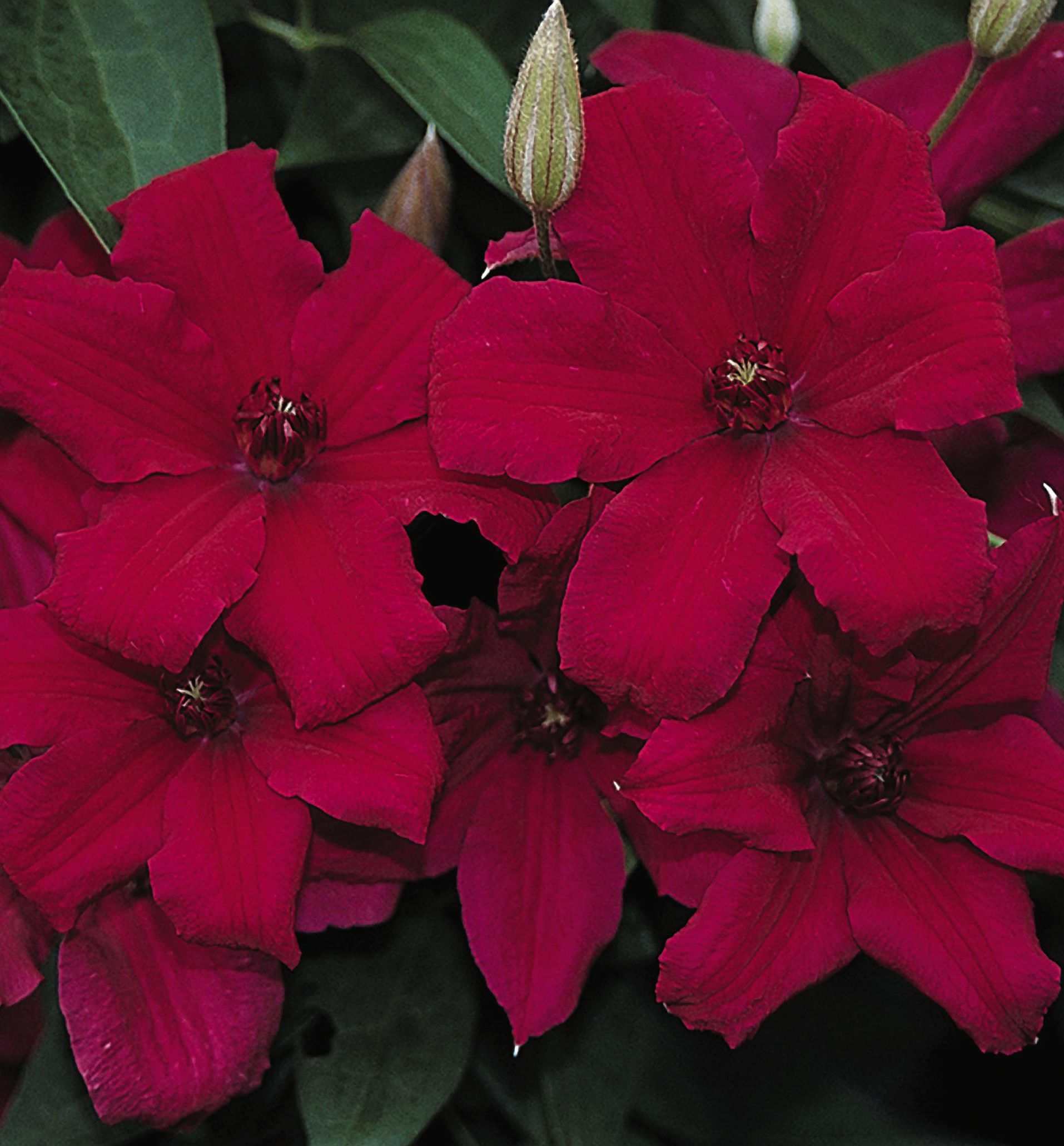 Cardinal Wyszynski Clematis | Natorp's Online Plant Store