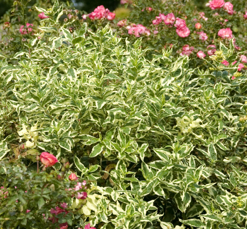 Cool Splash® Bush Honeysuckle | Natorp's Online Plant Store