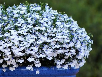 Heatopia White Lobelia | Natorp's Online Plant Store