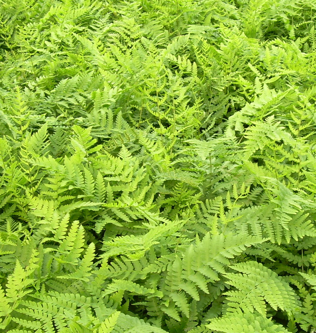 Eastern Wood Fern (Marginal Shield Fern) | Natorp's Online Plant Store