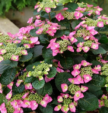 Tuff Stuff Top Fun™ Mountain Hydrangea | Natorp's Online Plant Store