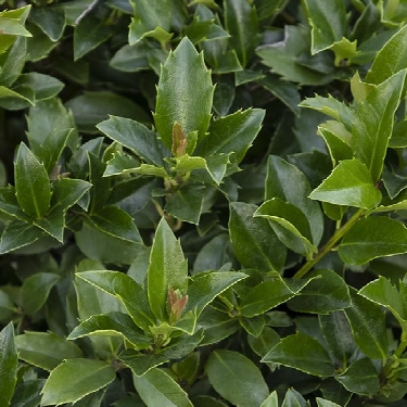 Little One® Blue Holly (Female) | Natorp's Online Plant Store