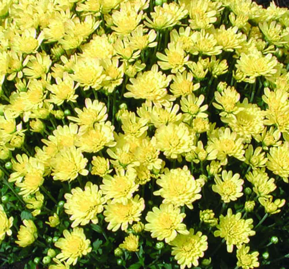 Jacqueline Yellow Mum | Natorp's Online Plant Store