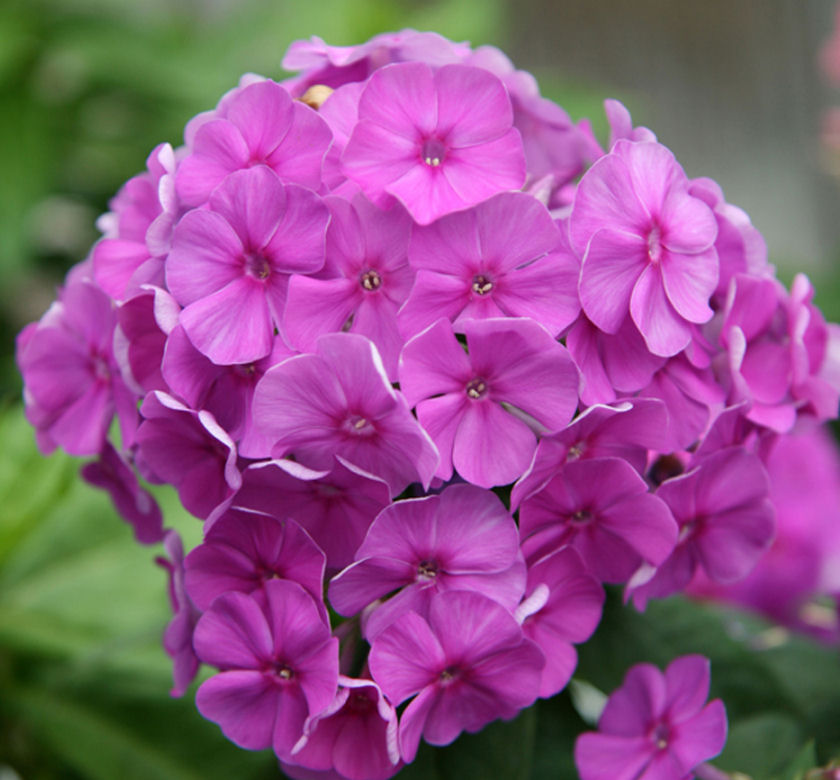Flame Purple Garden Phlox | Natorp's Online Plant Store