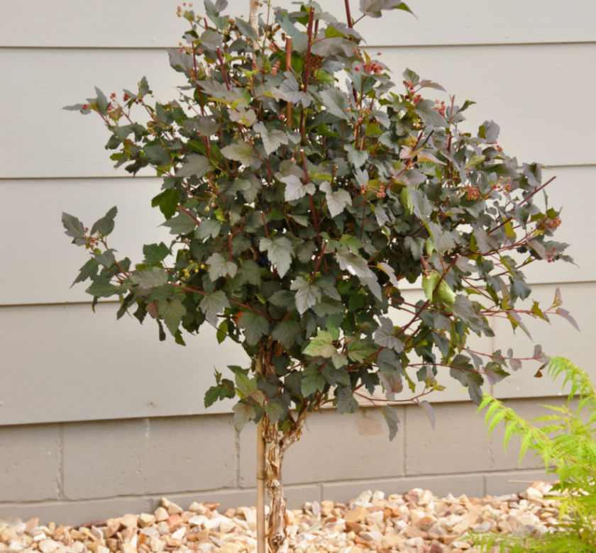 Diablo Ninebark Standard | Natorp's Online Plant Store