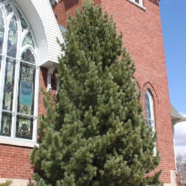 Vanderwolf's Pyramid Limber Pine | Natorp's Online Plant Store