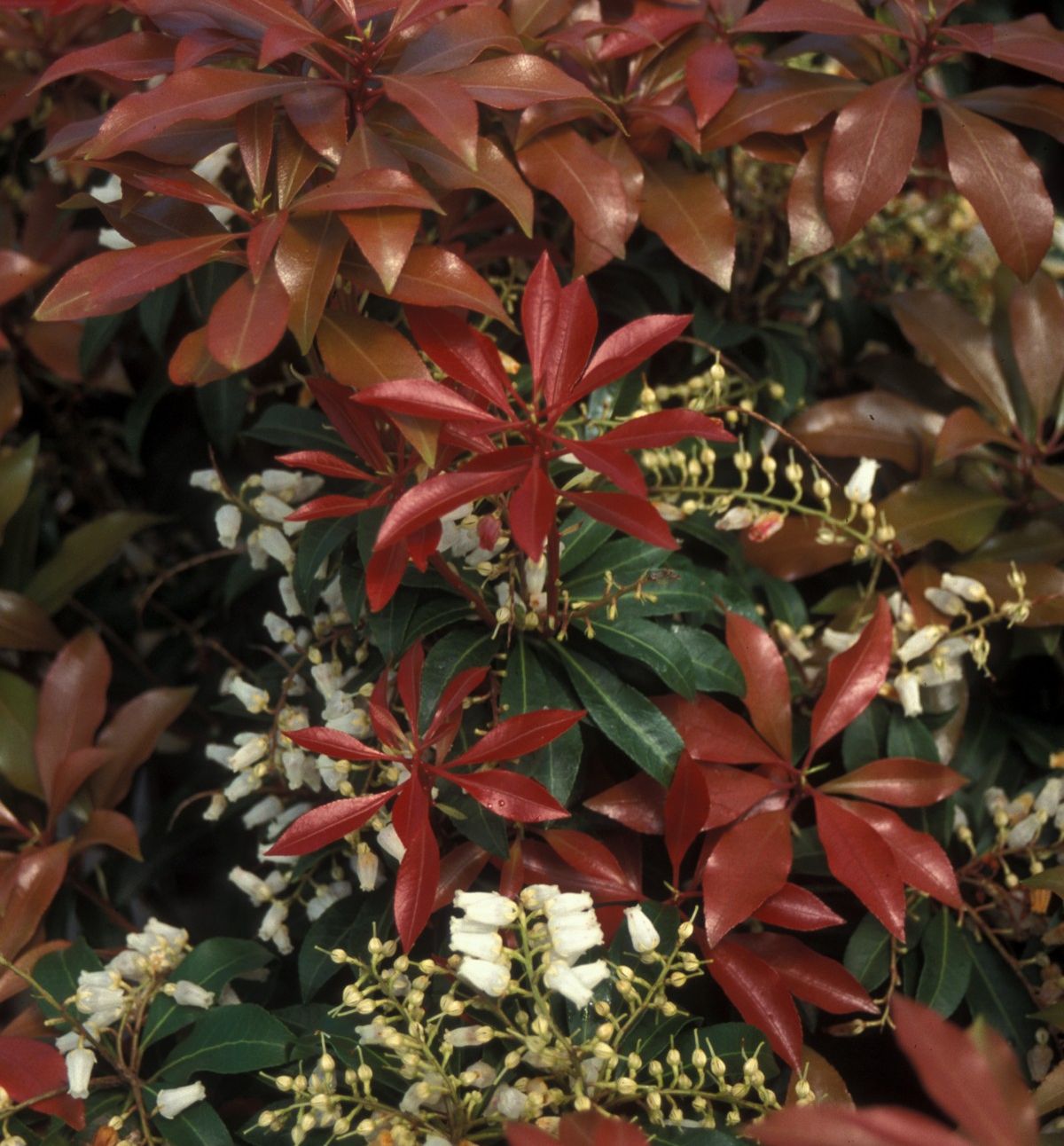 Mountain Fire Japanese Pieris | Natorp's Online Plant Store