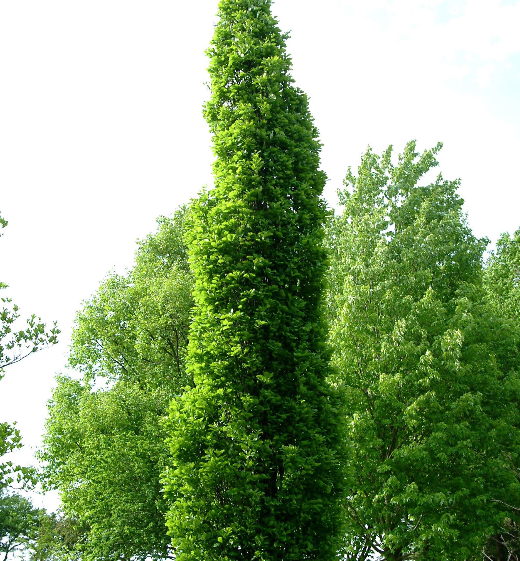 Kindred Spirit Oak Low Branched | Natorp's Online Plant Store