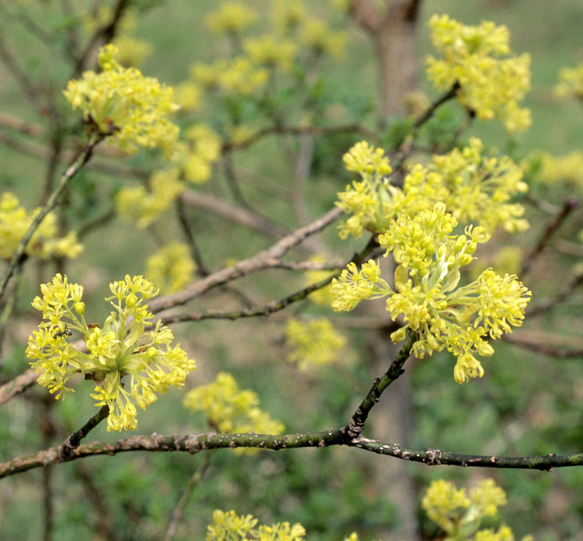 Sassafras Tree Form | Natorp's Online Plant Store
