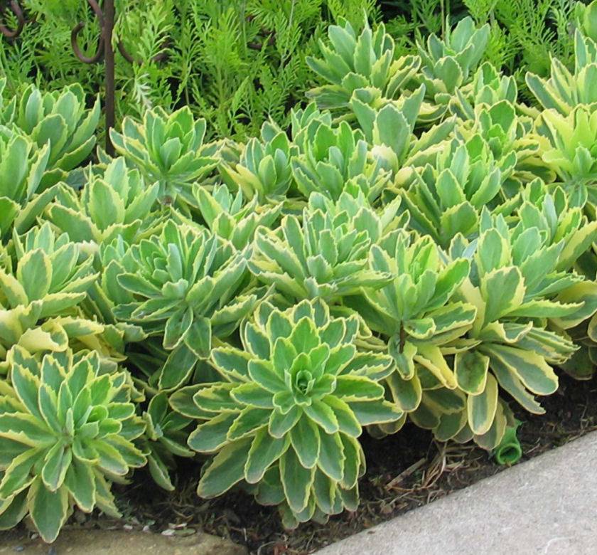 Elsie's Gold Stonecrop | Natorp's Online Plant Store