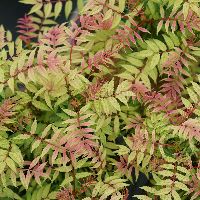 Mr. Mustard® Dwarf False Spiraea | Natorp's Online Plant Store