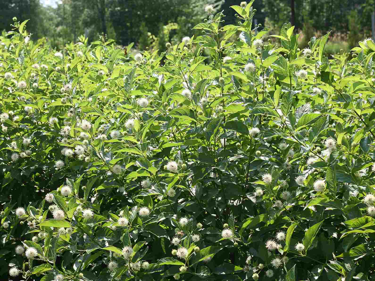 Sugar Shack® Buttonbush | Natorp's Online Plant Store