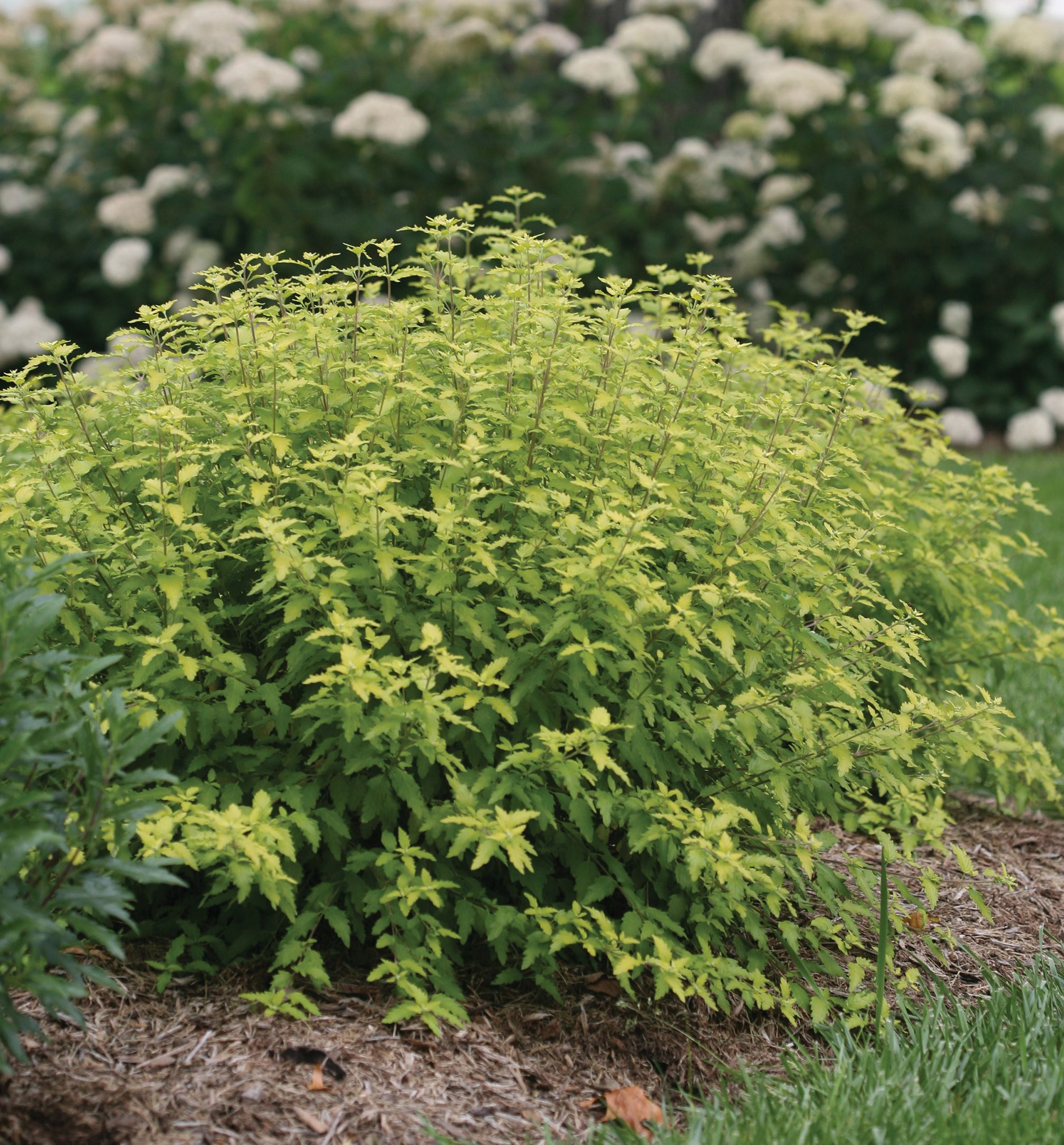 Sunshine Blue® II Blue Mist Shrub | Natorp's Online Plant Store