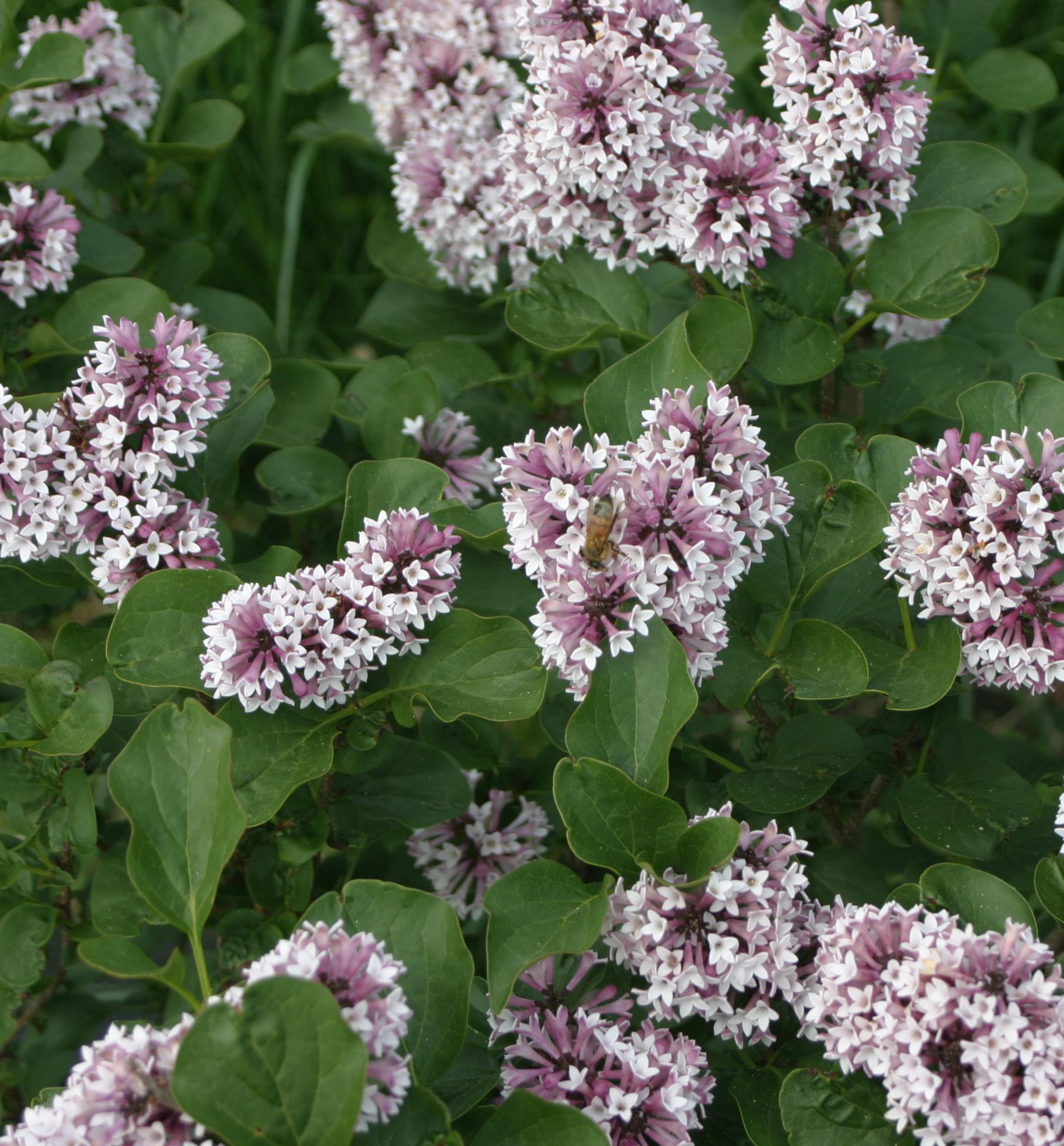 Baby Kim™ Lilac | Natorp's Online Plant Store