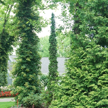 Sting® Arborvitae | Natorp's Online Plant Store