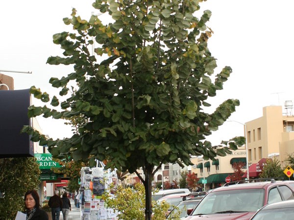 Sterling Silver Linden | Natorp's Online Plant Store