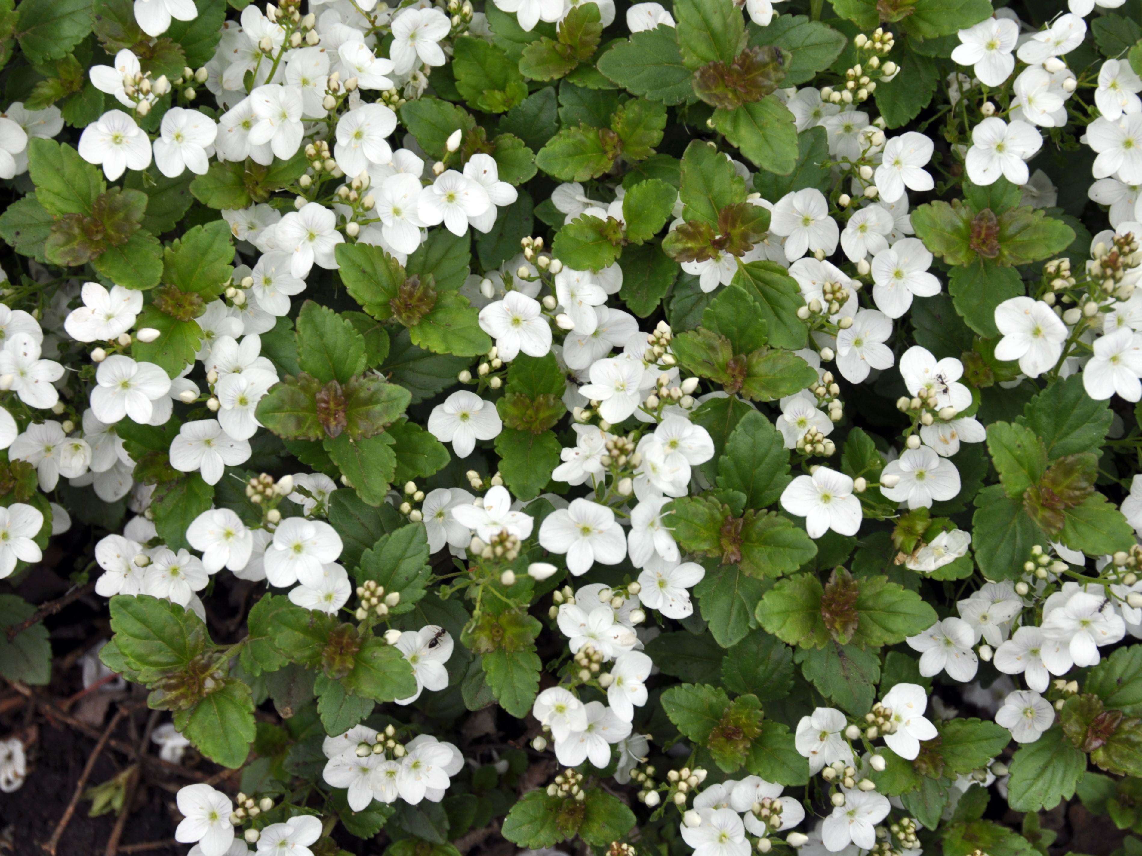 Whitewater Speedwell | Natorp's Online Plant Store