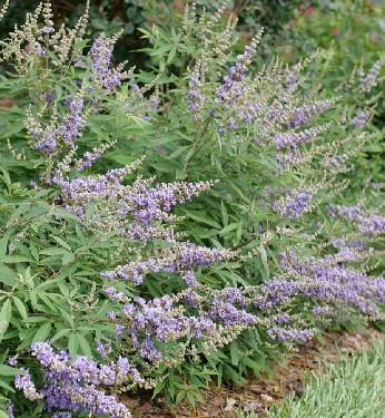 Rock Steady™ Chastetree (Vitex) | Natorp's Online Plant Store